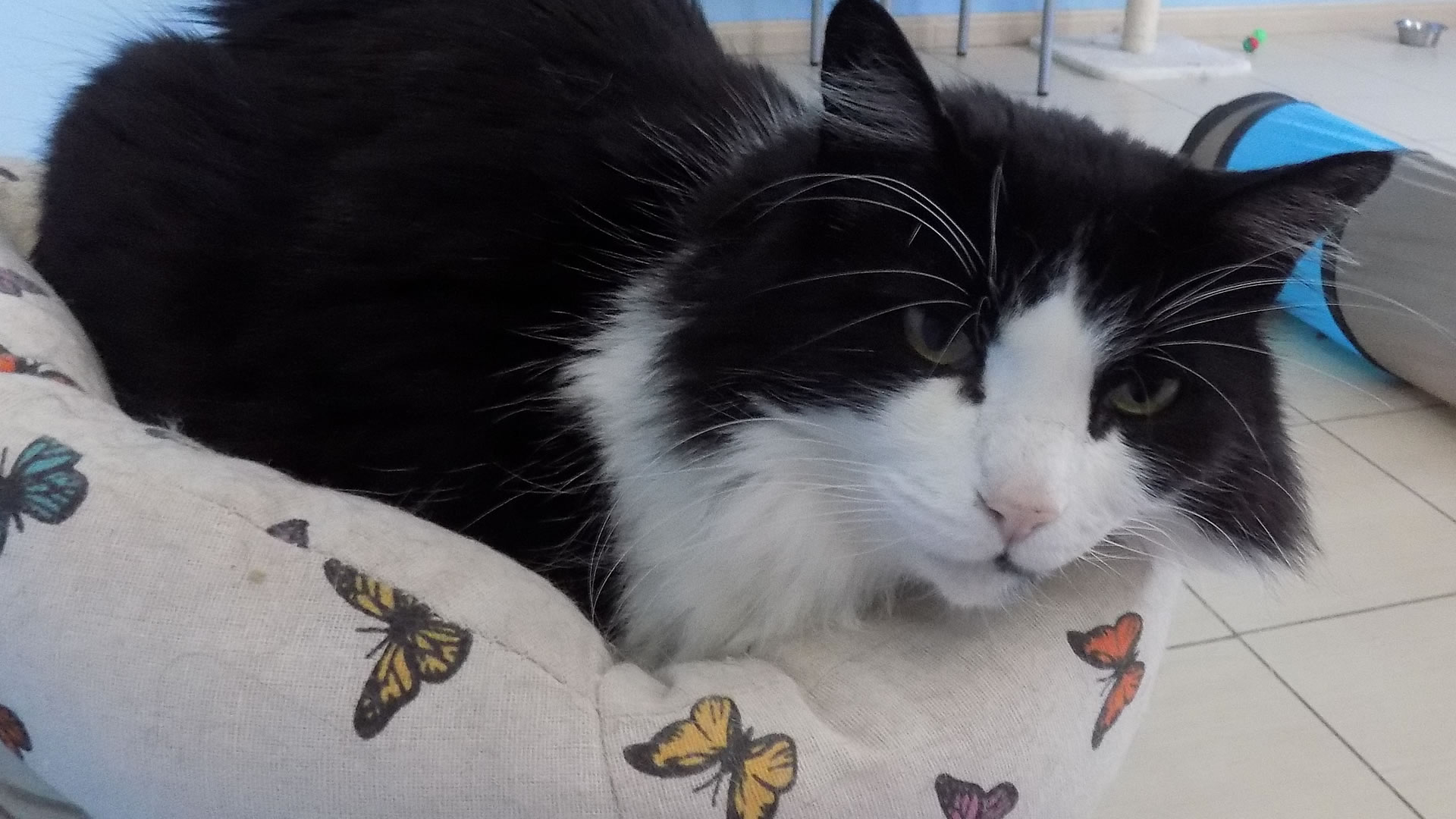 Change One Life Cat Sanctuary – Help us change lives!