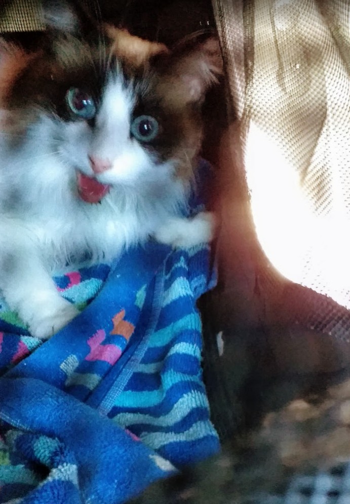 Bella goes to the vet – Change One Life Cat Sanctuary