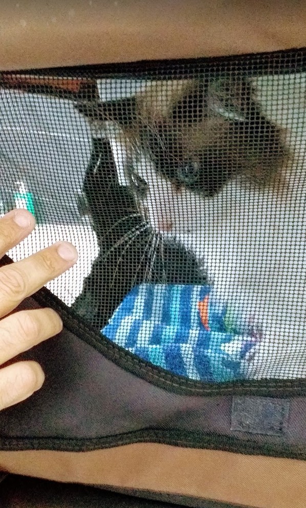 Bella goes to the vet – Change One Life Cat Sanctuary