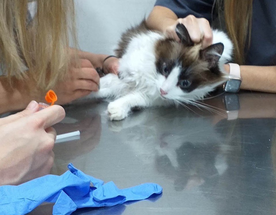 Bella goes to the vet – Change One Life Cat Sanctuary