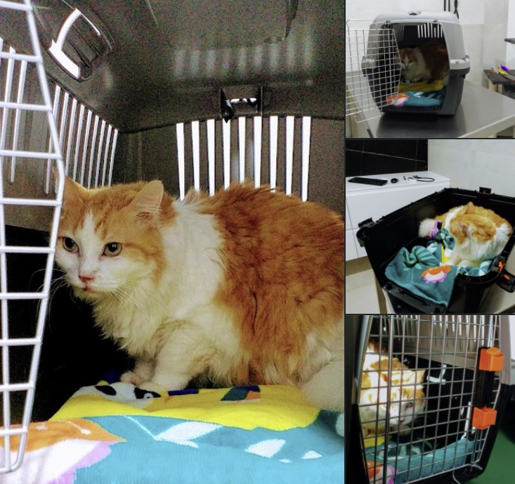 Angel has been diagnosed with Tonsillitis – Change One Life Cat Sanctuary